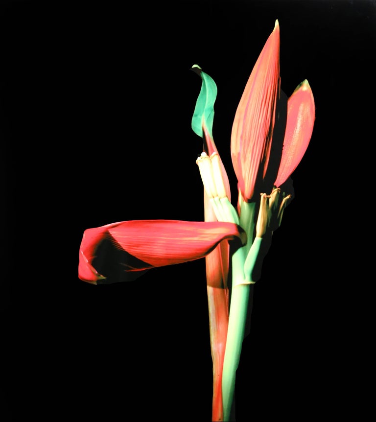 Johnathan Singer - Tiger Lily For Sale at 1stDibs