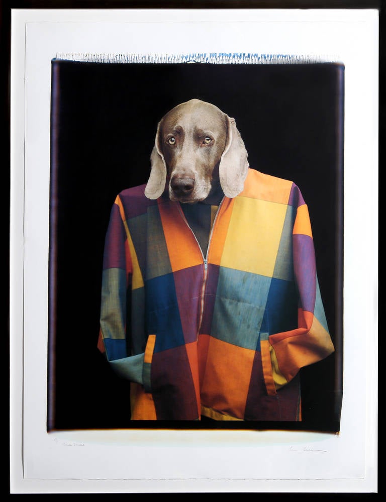 William Wegman - Male Model at 1stDibs