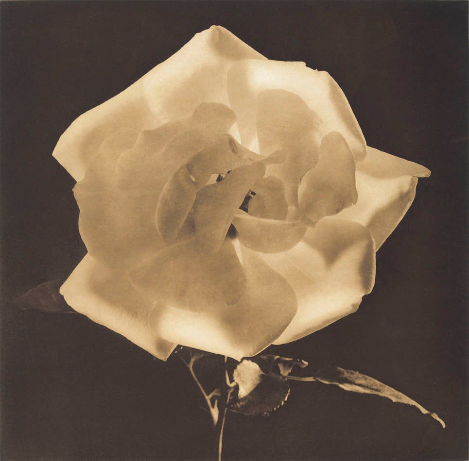 Robert Mapplethorpe - Flowers at 1stDibs
