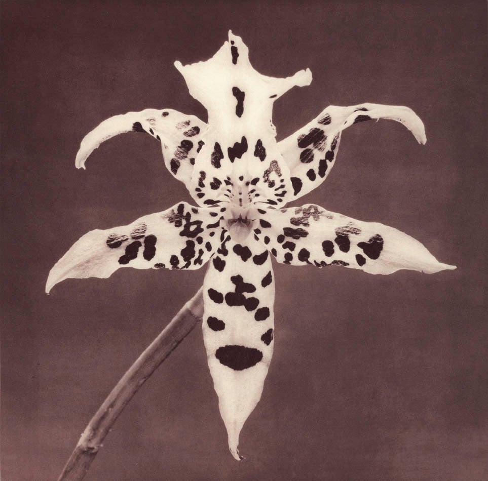 Robert Mapplethorpe - Flowers at 1stDibs