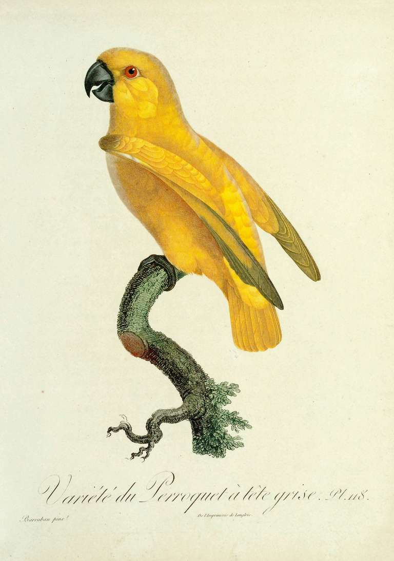 Jacques Barraband - Variete du Perroquet a Tete Grise - Plate 118. at ...