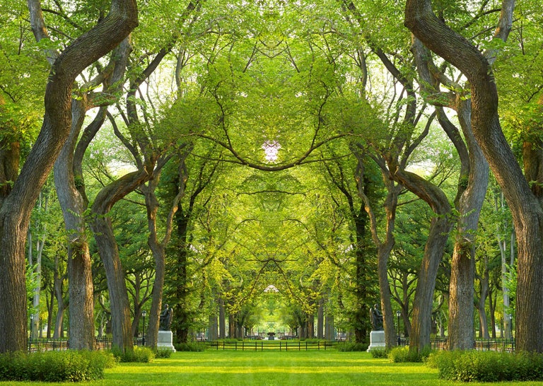 Laurie Victor Kay - Trees NY, Central Park For Sale at 1stDibs