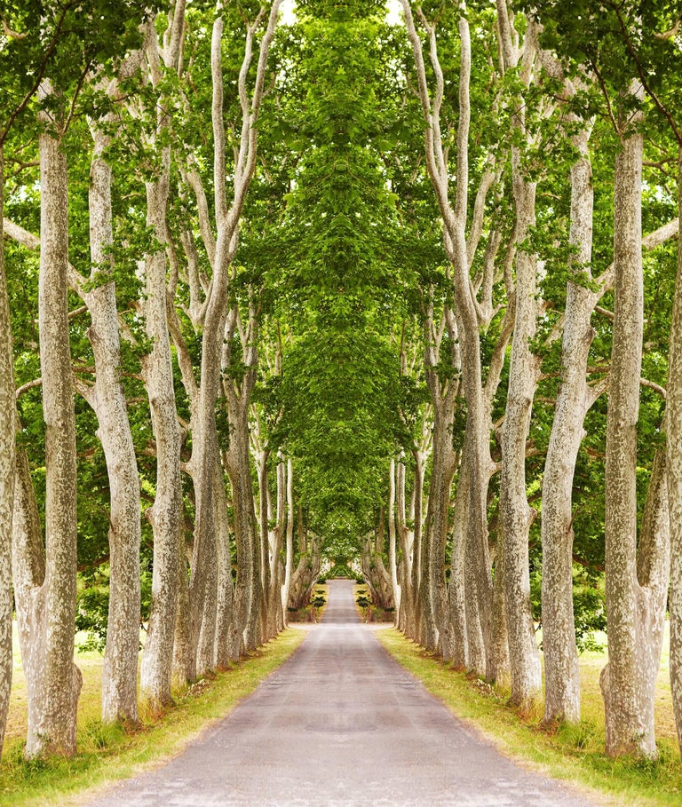 Laurie Victor Kay - Trees II, St. Tropez, at 1stDibs