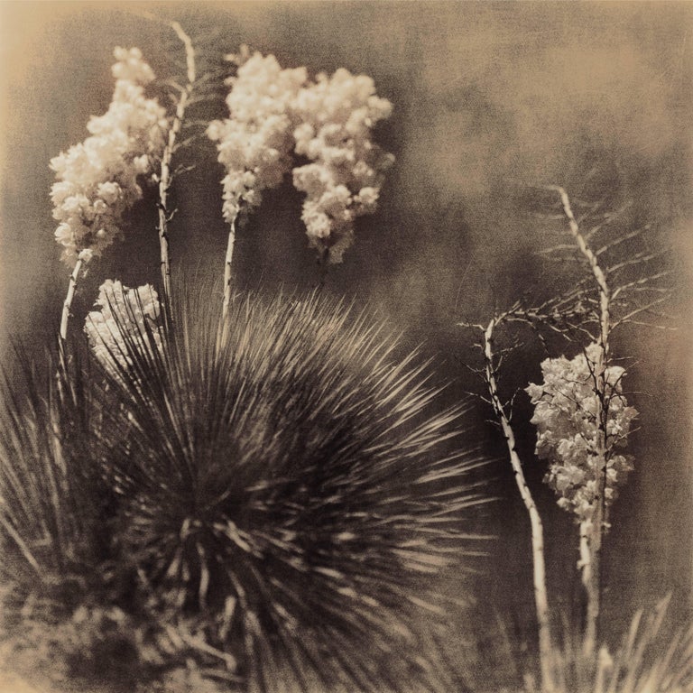 Thomas Brummett - Desert 3 For Sale at 1stDibs