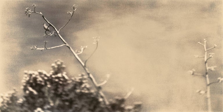 Thomas Brummett - Desert 1 Ed. 4/25 For Sale at 1stDibs