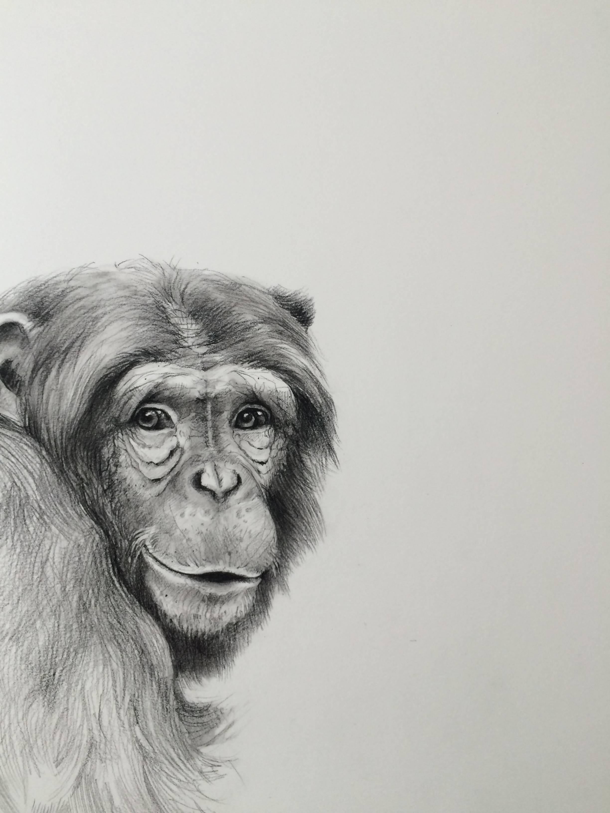 Adonna Khare - Smiling Chimp at 1stDibs