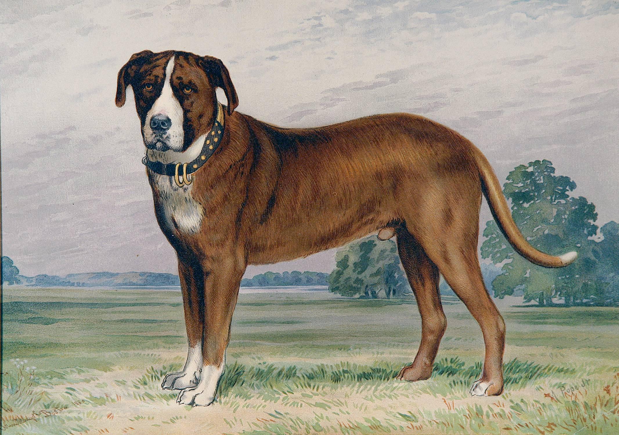 Alexander Pope - Hunting Dog, St. Bernard at 1stDibs | 518933783