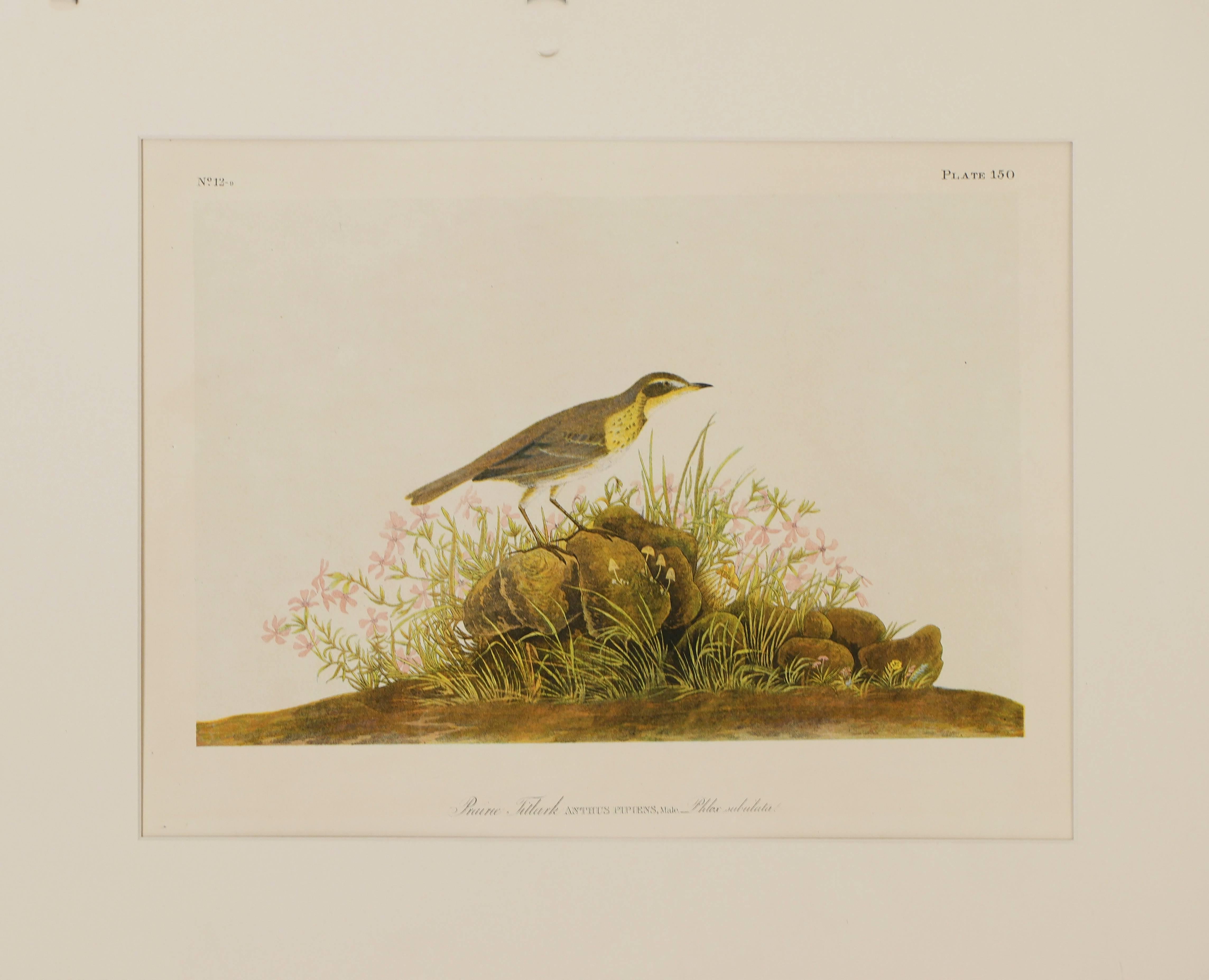 John James Audubon - American White Pelican at 1stDibs