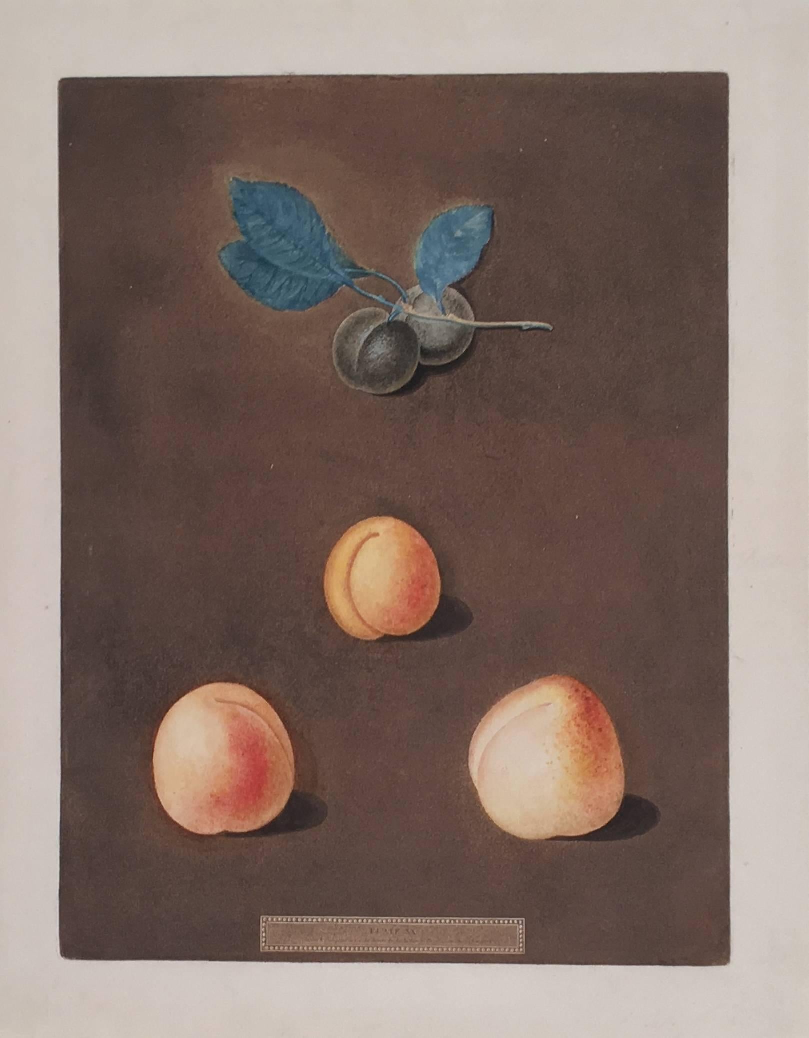George Brookshaw - (Apricot) Black Apricot, Breda Apricot, Brussels ...