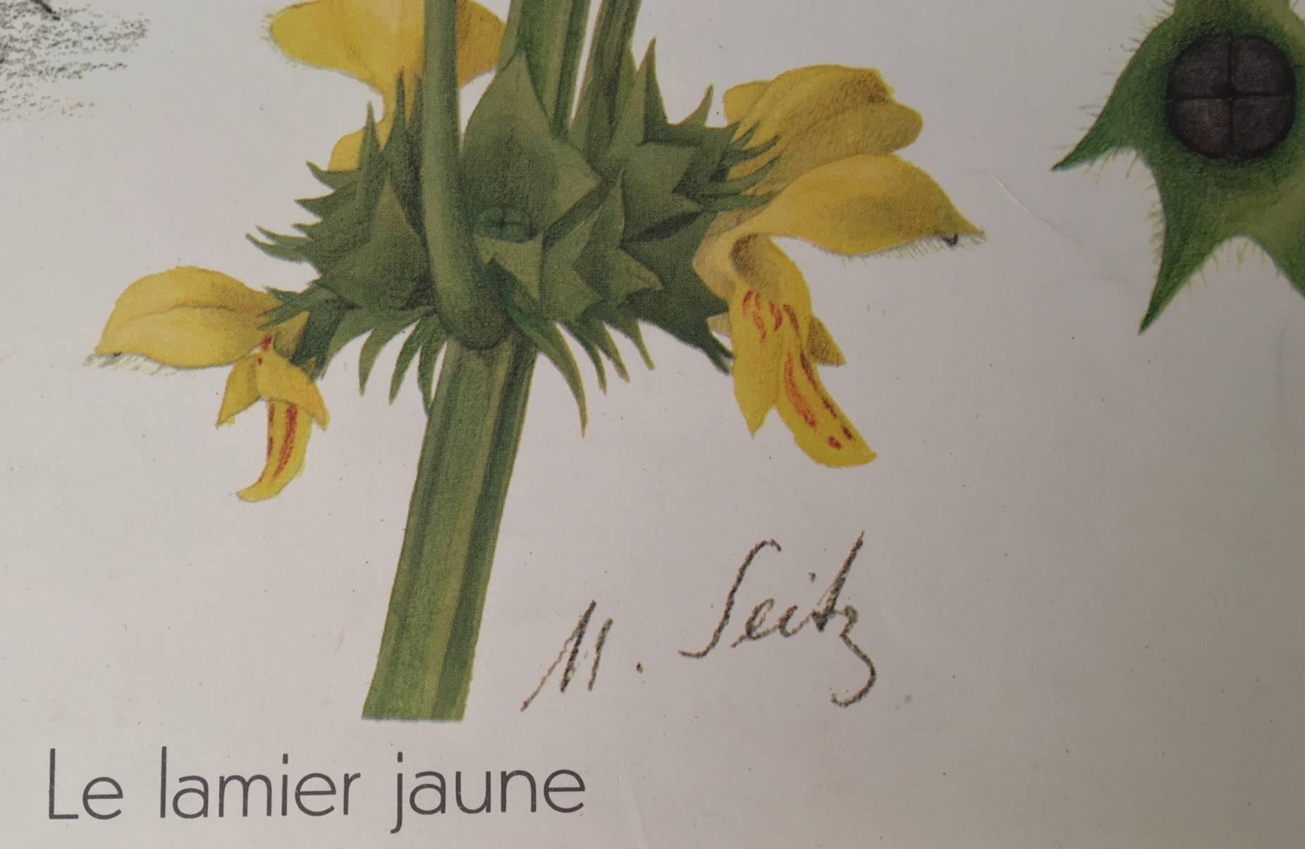 Marta Seitz - Goldnessel (Lamium Galeobdolon) Le lamier jaune For Sale ...