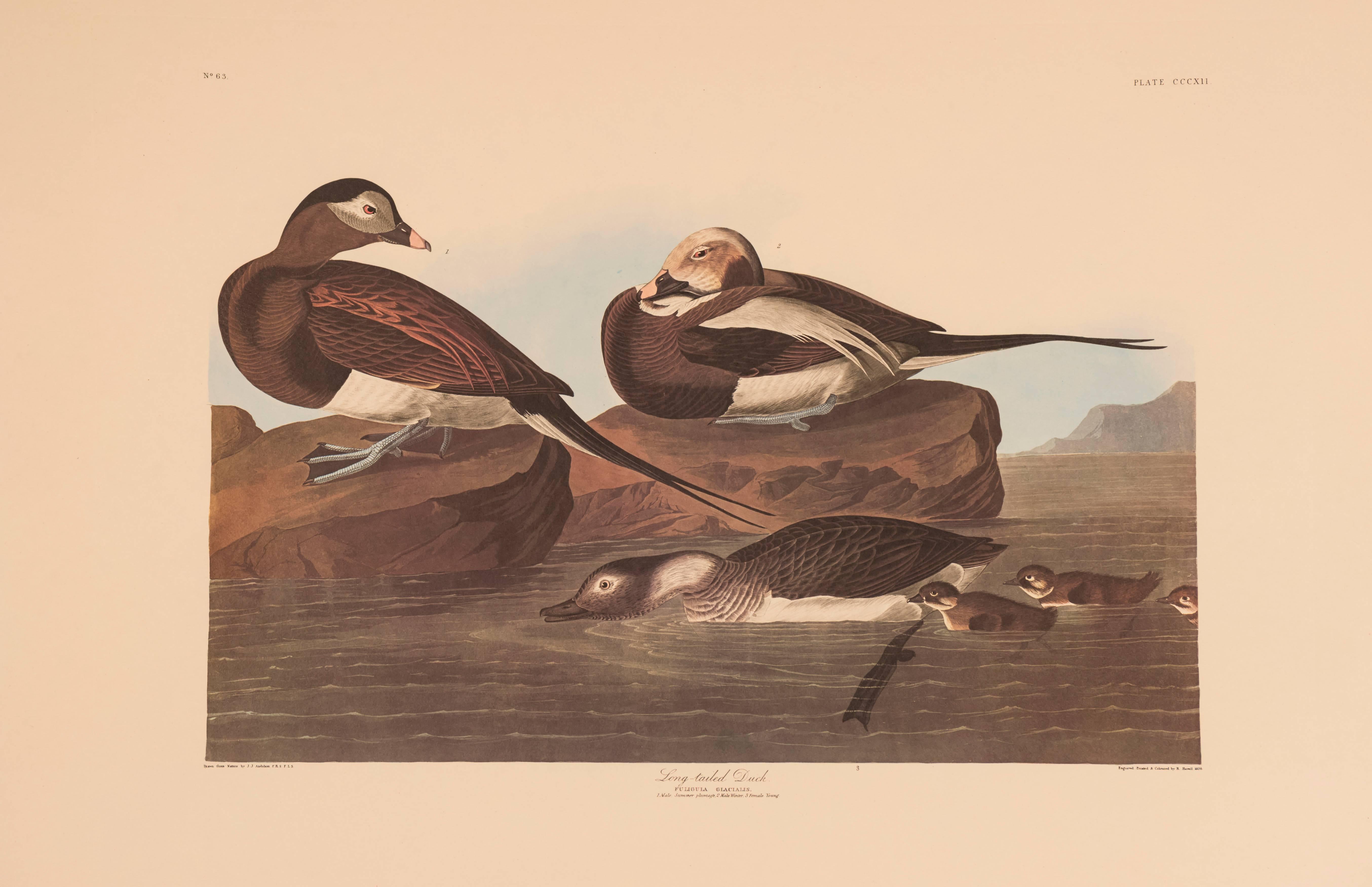 Alexander Pope - Hunting Dog, St. Bernard at 1stDibs