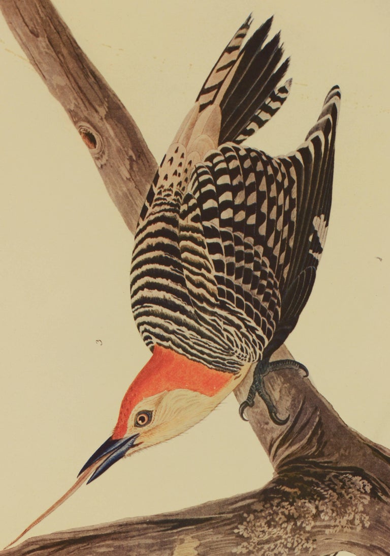 John James Audubon - Ten Woodpeckers at 1stDibs