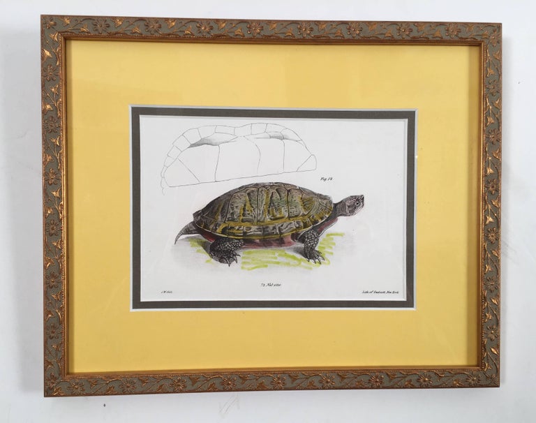Unknown - A Pair of framed Turtles For Sale at 1stDibs
