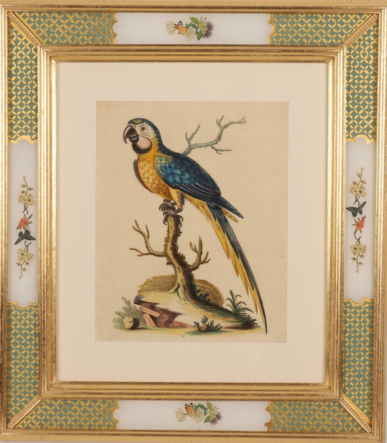 George Edwards - Parrot from A Natural History of Uncommon Birds For ...