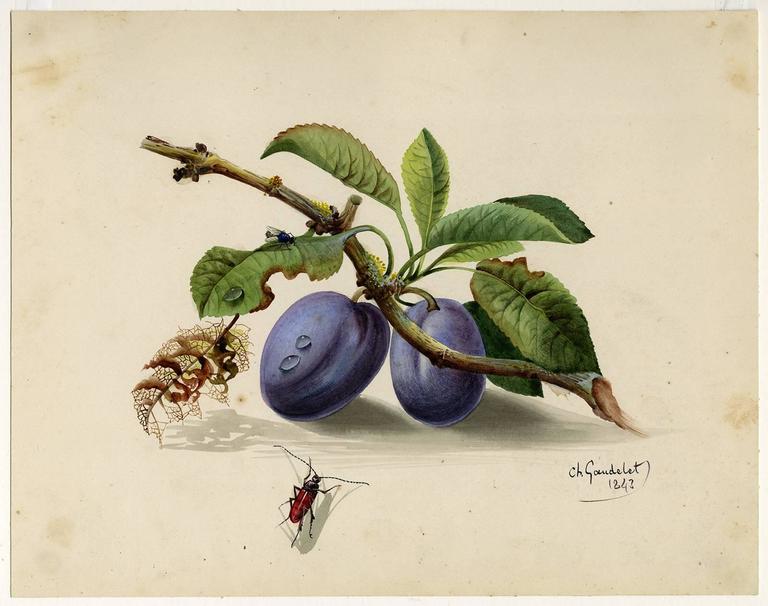 Charles Gaudelet - Untitled - Plums and insects. at 1stDibs