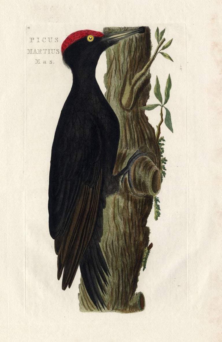 Cornelius Nozeman and Jan Christian Sepp - Picus martius. For Sale at ...
