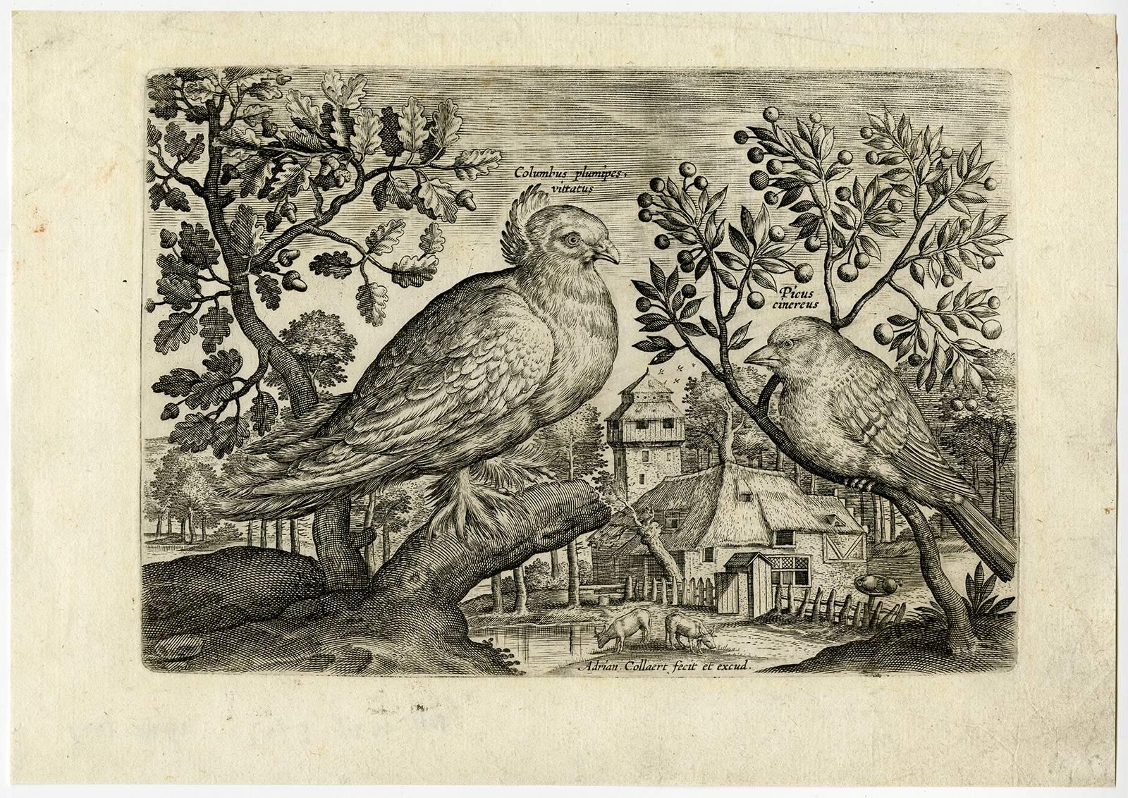 Adriaen Collaert - Galgulus and Passer. For Sale at 1stDibs