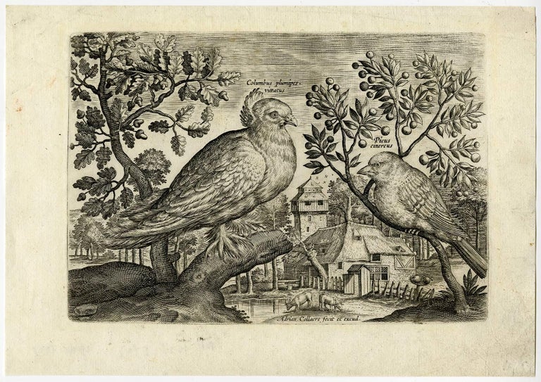 Adriaen Collaert - Galgulus and Passer. For Sale at 1stDibs