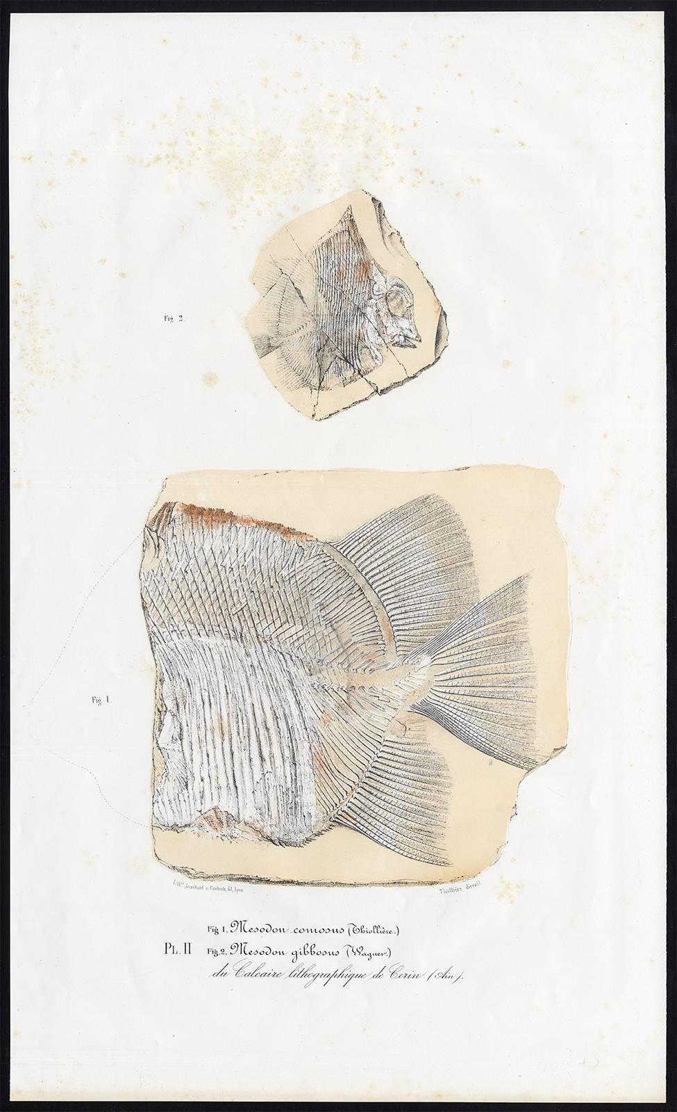 Theo van Hoytema - Untitled - Circus Monkey. For Sale at 1stdibs
