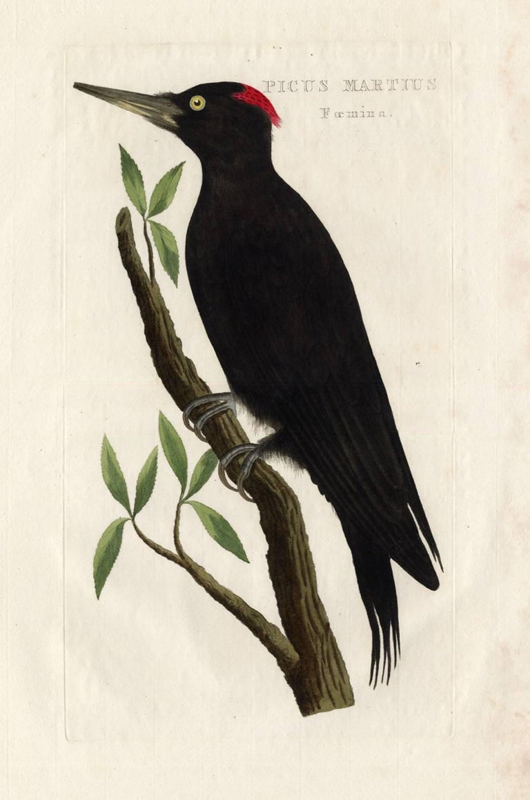 Cornelius Nozeman and Jan Christian Sepp - Picus martius. For Sale at ...