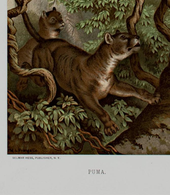 Louis Prang - "Puma," an Original Color Chromolithograph by Louis Prang ...