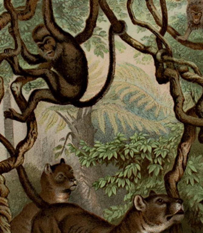 Louis Prang - "Puma," an Original Color Chromolithograph by Louis Prang ...