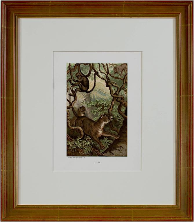 Louis Prang - "Puma," an Original Color Chromolithograph by Louis Prang ...