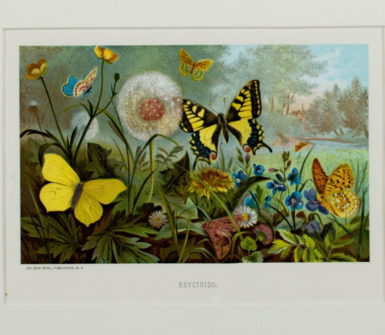 Louis Prang - "Erycinids," an Original Colour Lithograph signed by ...