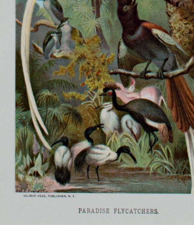 Louis Prang - "Paradise Flycatchers, " an Original Chromolithograph by ...