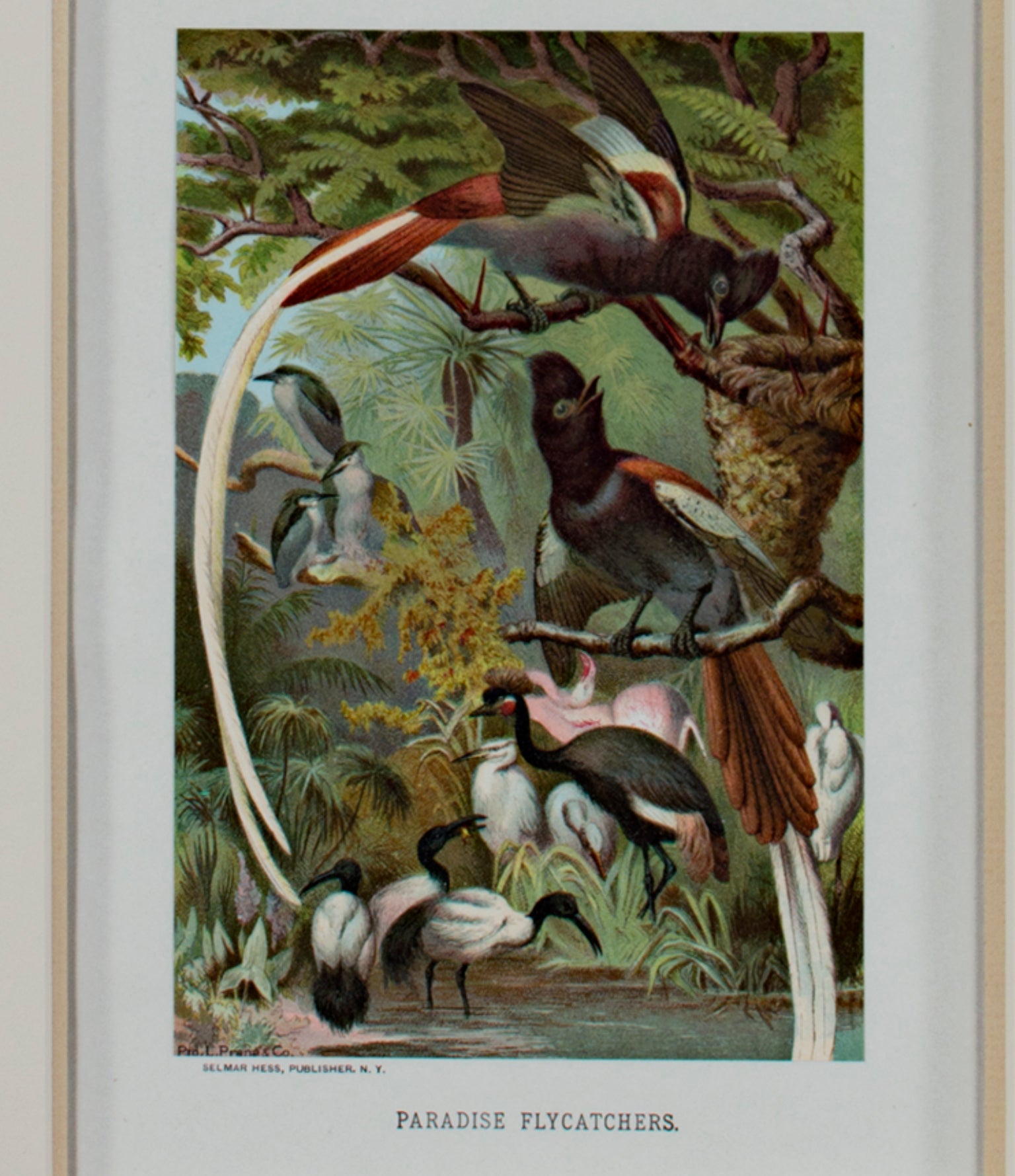 Louis Prang - Partridge (Bird) For Sale at 1stDibs