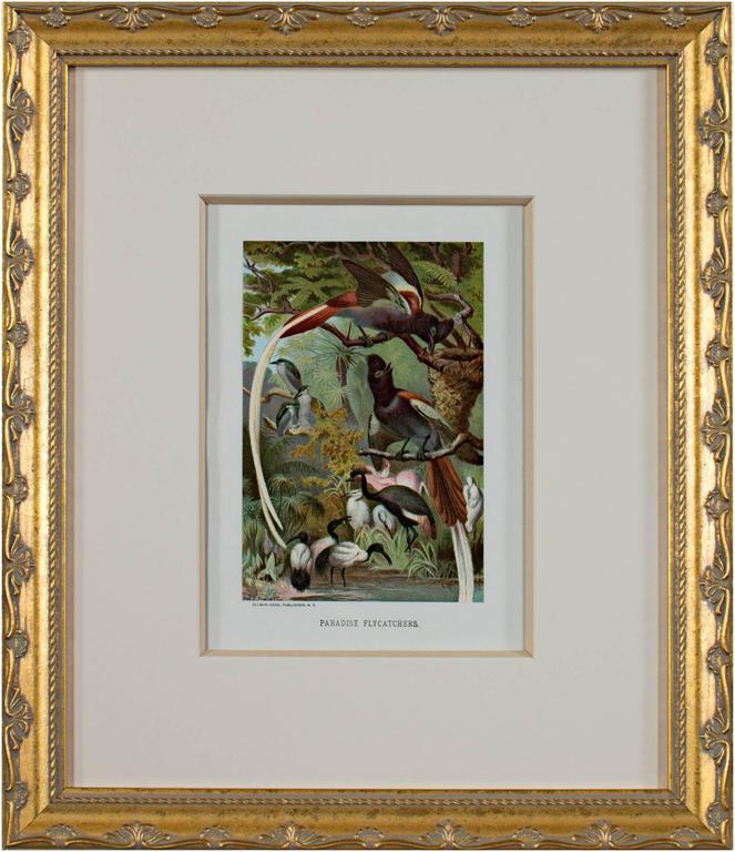 Louis Prang - "Paradise Flycatchers, " an Original Chromolithograph by ...