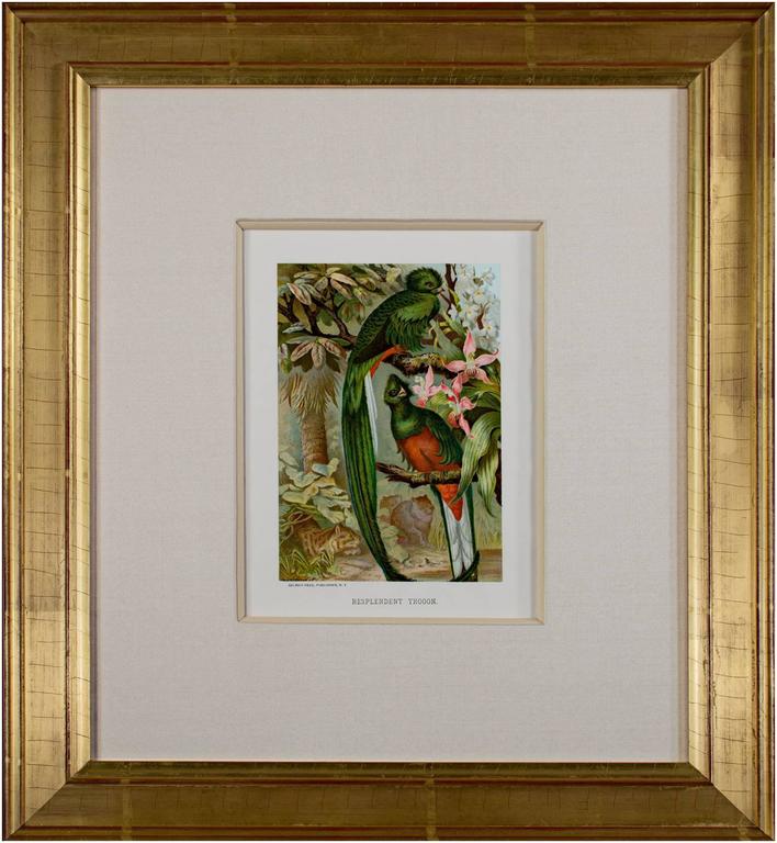 Louis Prang - "Resplendent Trogon," Original Color Lithograph by Louis ...