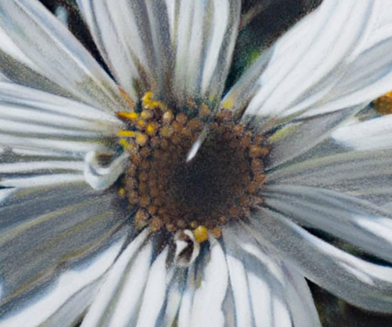 James Ruby - "Untitled (Daisy Close Up)," Pastel on Paper signed by ...