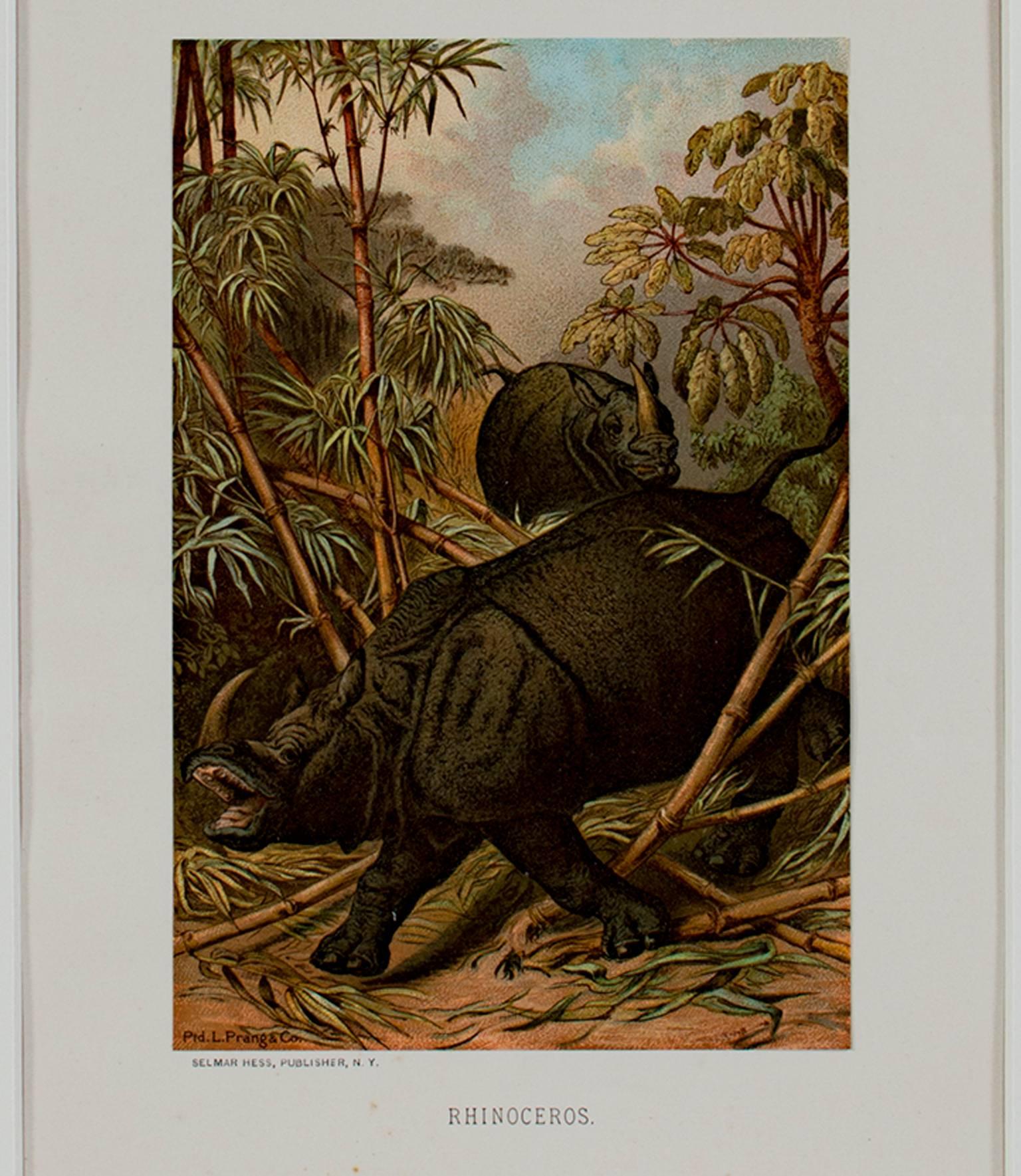 Louis Prang - Partridge (Bird) For Sale at 1stDibs