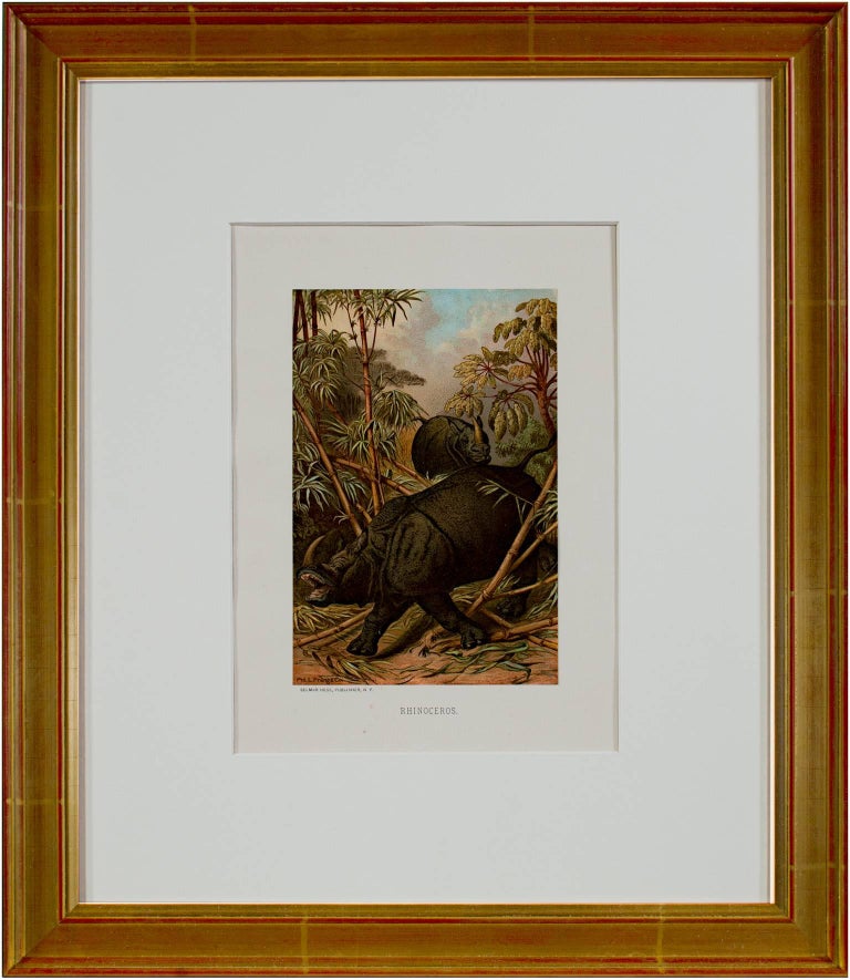 Louis Prang - "Rhinoceros," an Original Color Chromolithograph by Louis ...