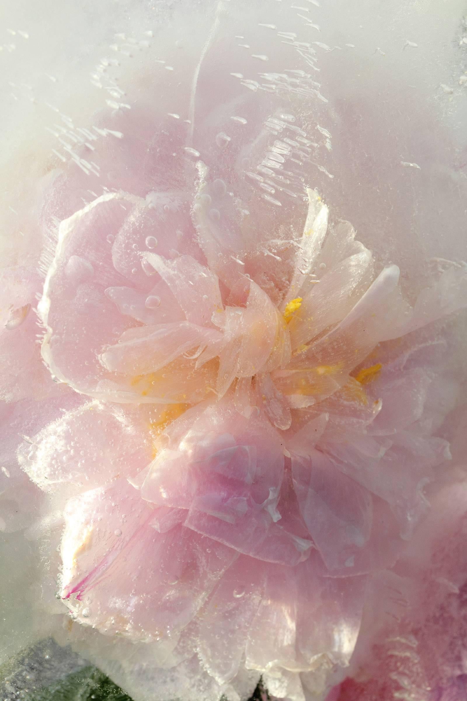 Mary Kocol - Mom's Peony, Close Up, Sidelit For Sale at 1stDibs | mary ...