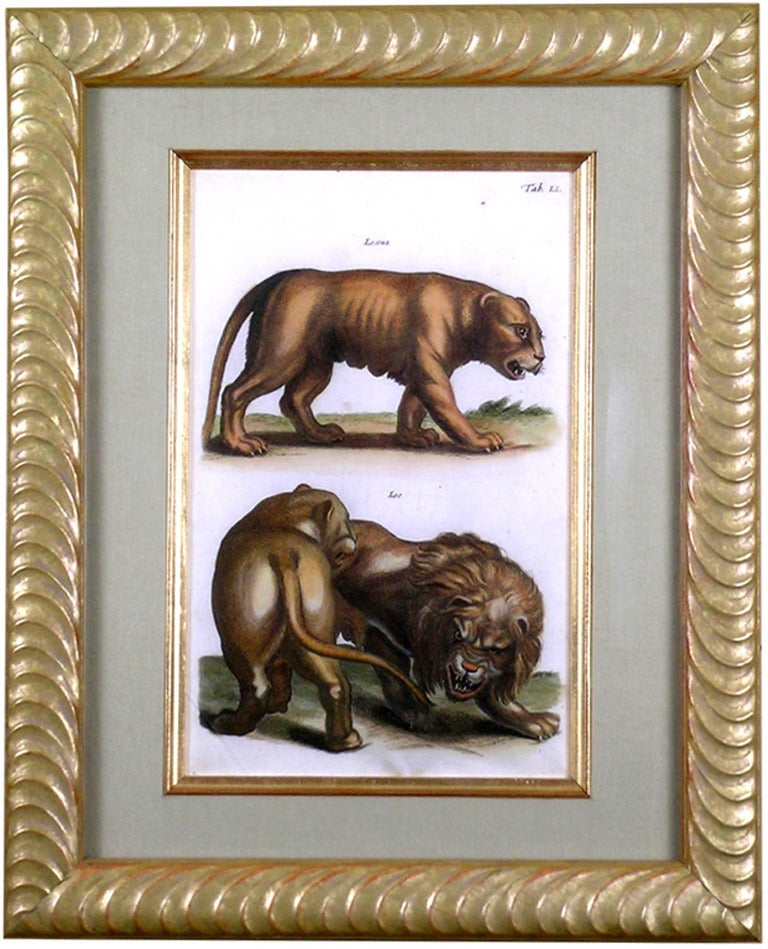 Matthäus Merian the Elder - "Melon" For Sale at 1stDibs