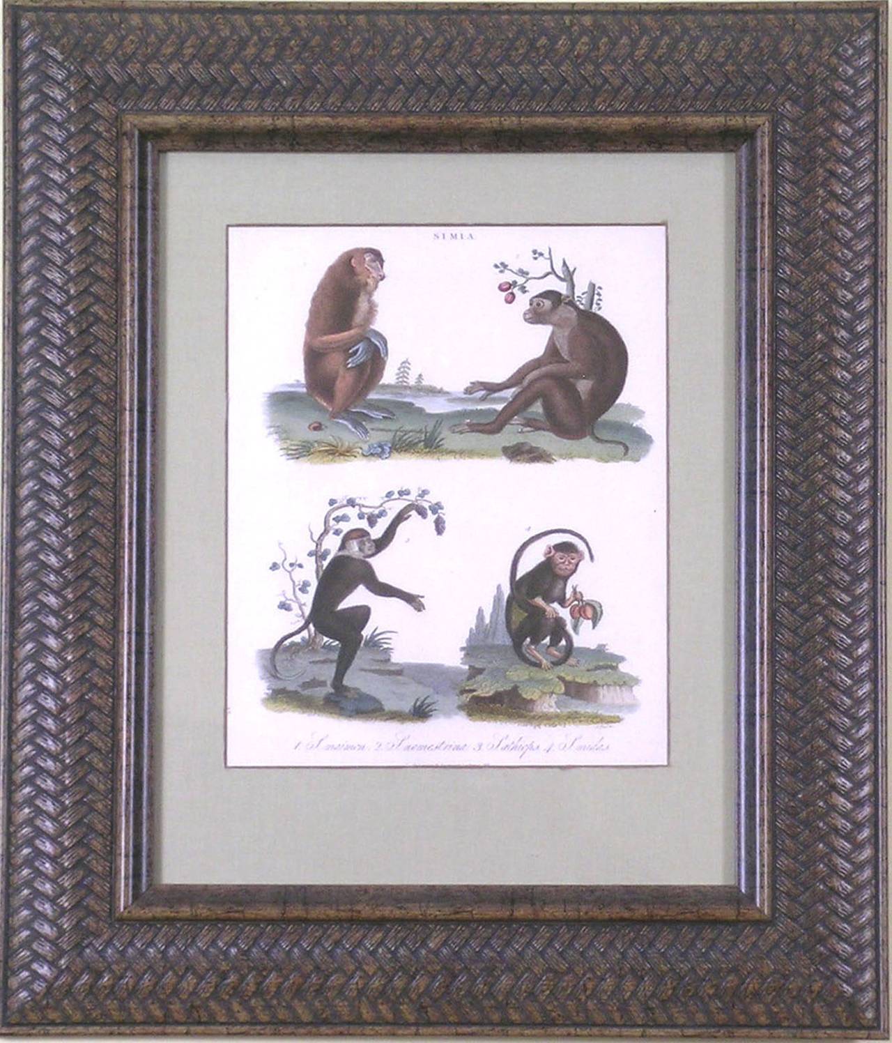 John Wilkes - Simia (Monkies) For Sale at 1stDibs