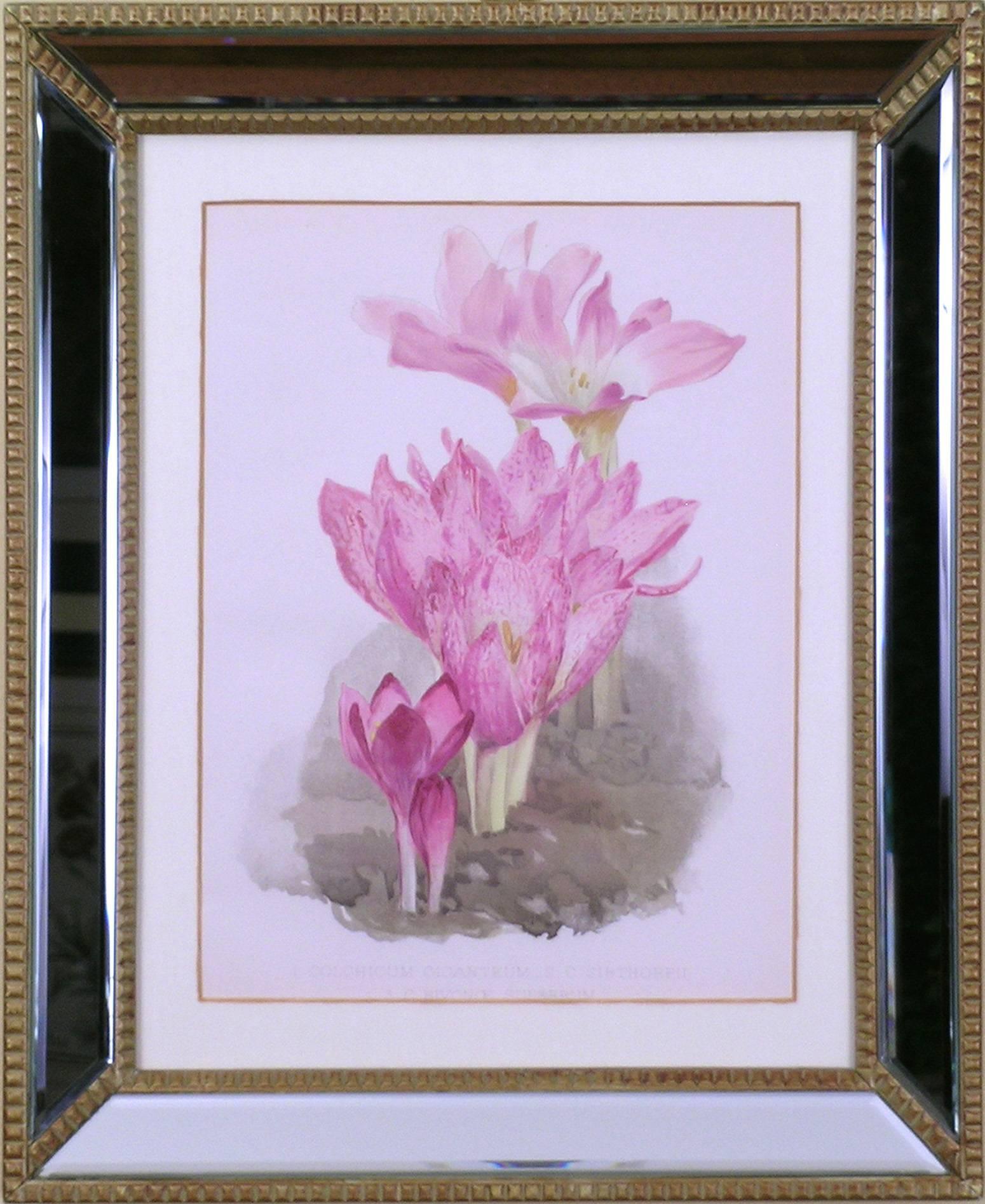 Henry George Moon - Colchicum Crocus For Sale at 1stdibs