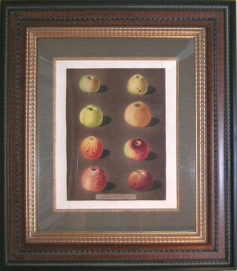 George Brookshaw - Plate 91. Apples. For Sale at 1stDibs