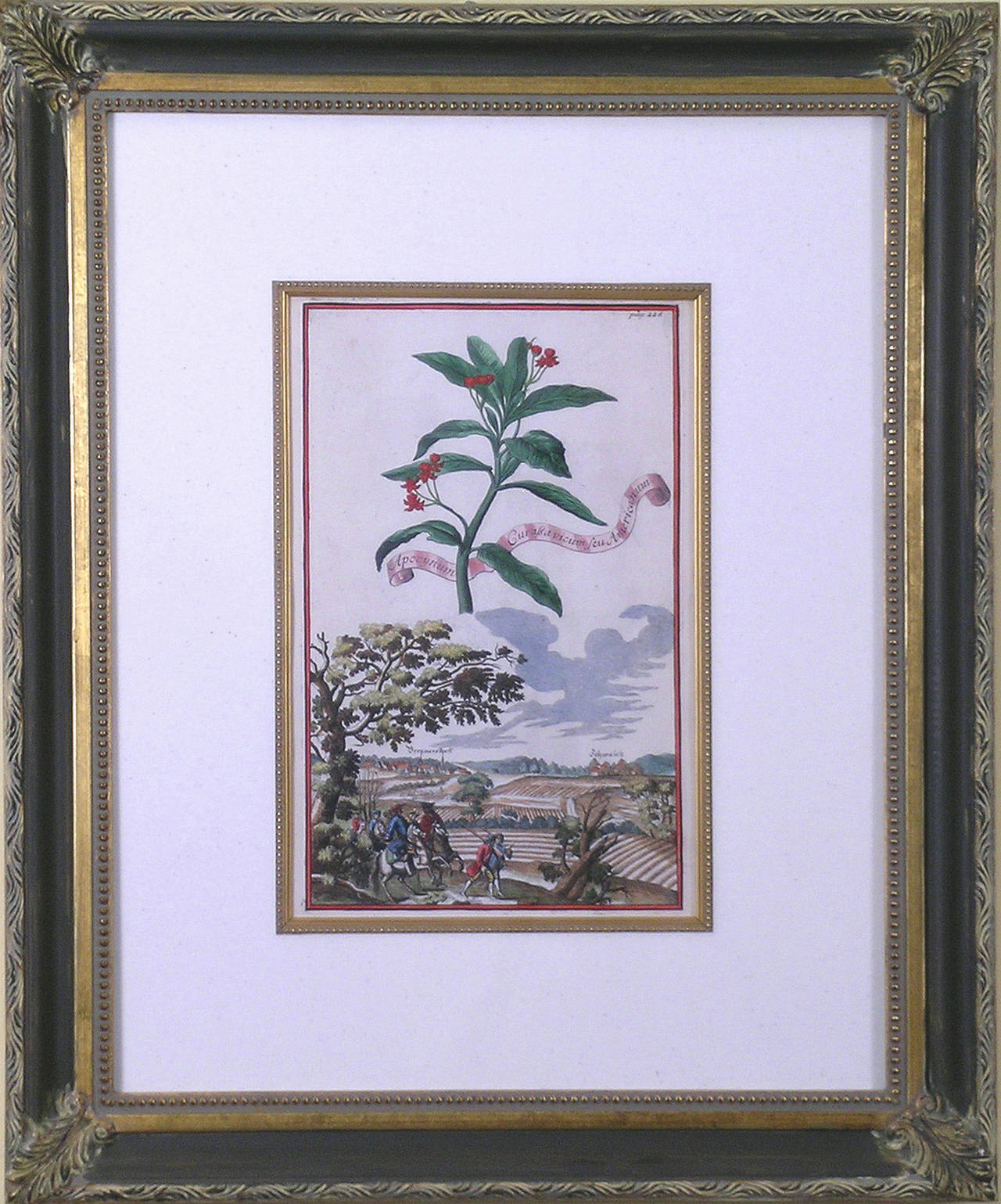 Dr. Robert John Thornton - Indian Reed (Cana) For Sale at 1stDibs ...