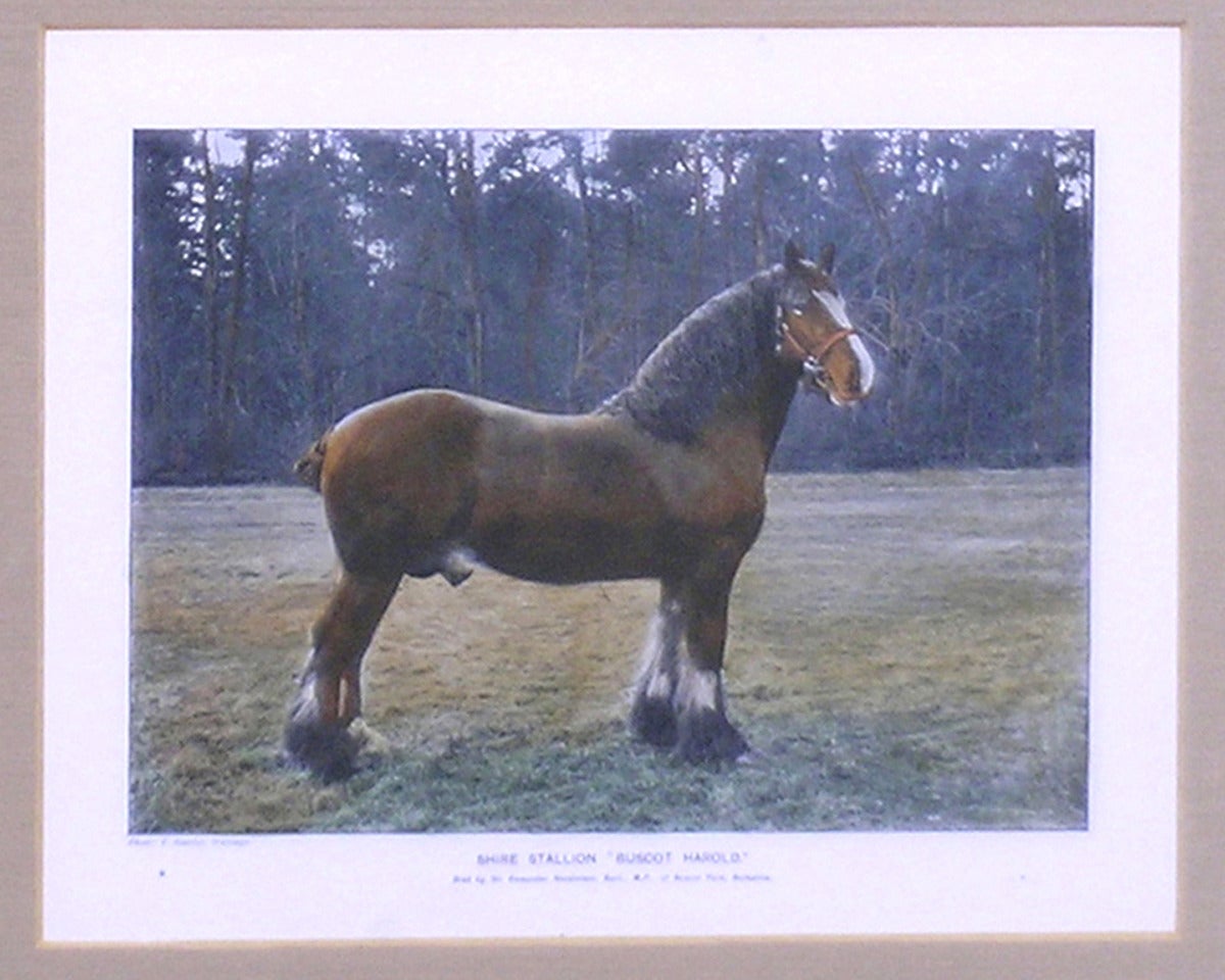 Samuel Sidney - The Shire Stallion For Sale at 1stDibs | shire filly ...