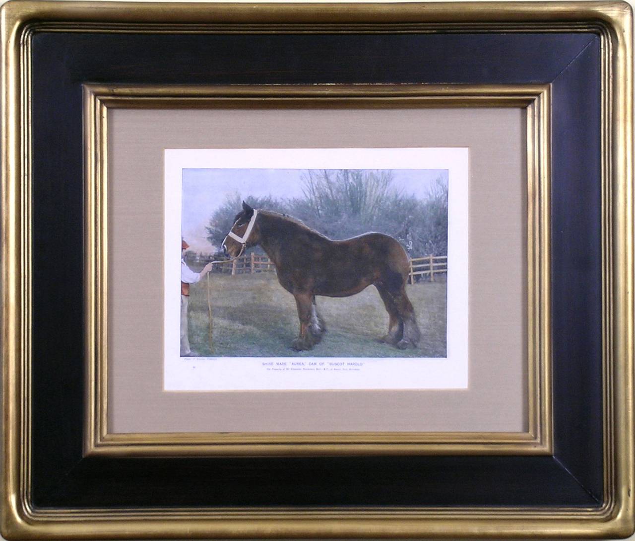 Samuel Sidney - The Shire Mare For Sale at 1stDibs