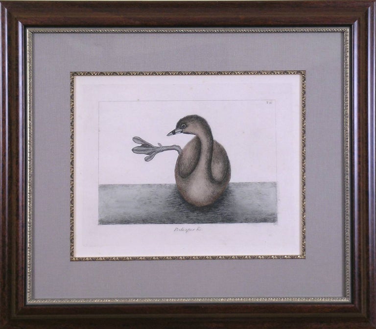 Mark Catesby - Podicipes (grebes) En vente sur 1stDibs