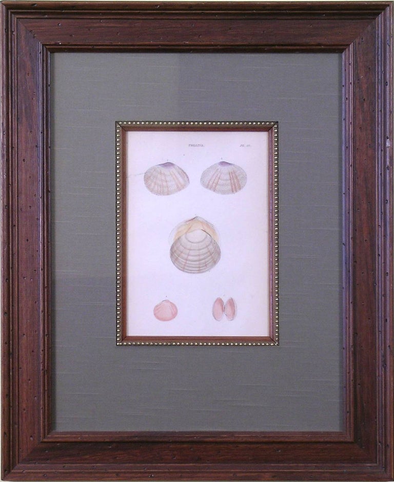 William Wood (b.1774) - Tellina. Plate 40 (Shells) For Sale at 1stDibs ...