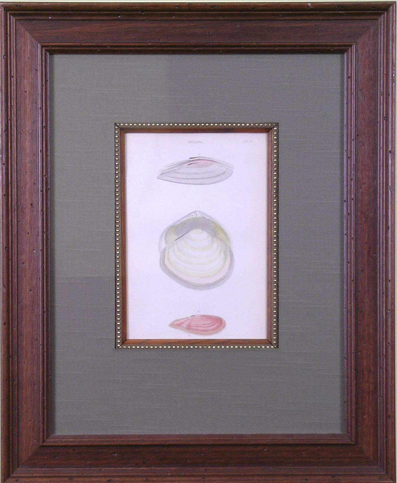 William Wood (b.1774) - Tellina Plate 37 (Shells) For Sale at 1stDibs ...