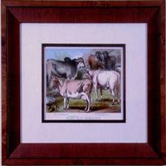 Henry J. Johnson - Plate XLV. Ungulata. American Buffalo, Print For ...