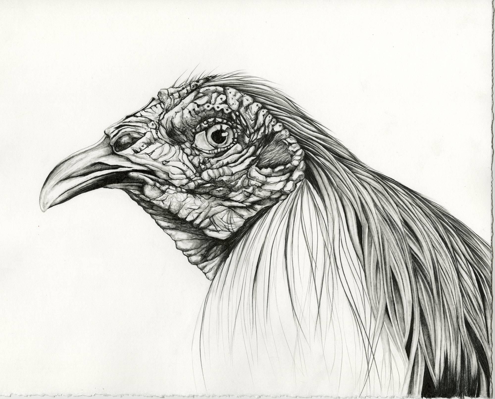 Emily Roz - Gamecock at 1stDibs | gamecock drawings, gamefowl drawings