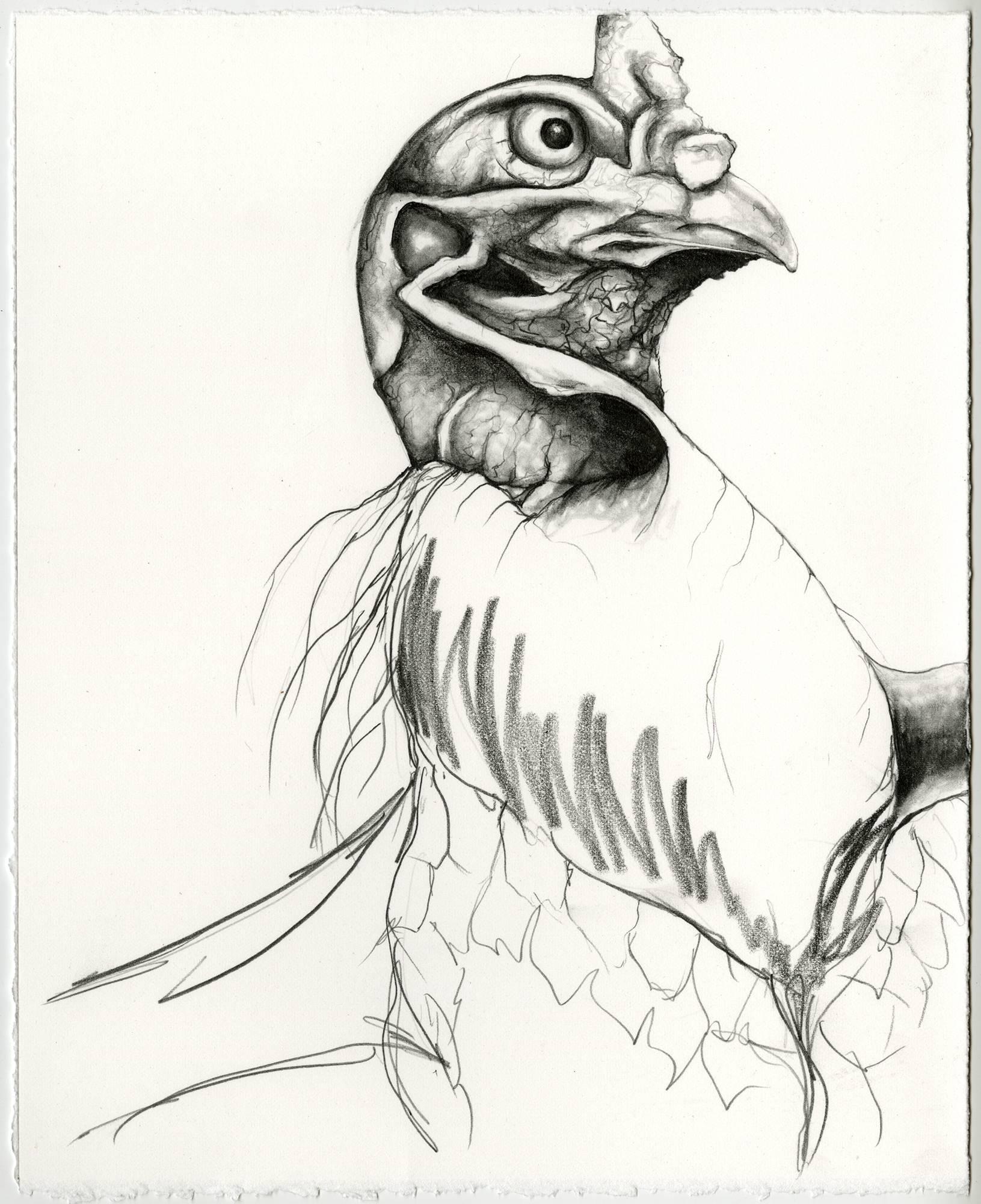 Emily Roz - Gamecock at 1stDibs | gamecock drawings, gamefowl drawings