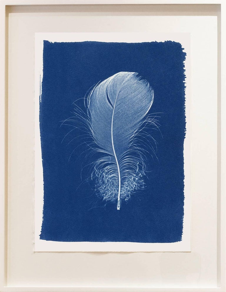 Henrietta Molinaro - Feather Cyanotype For Sale at 1stDibs